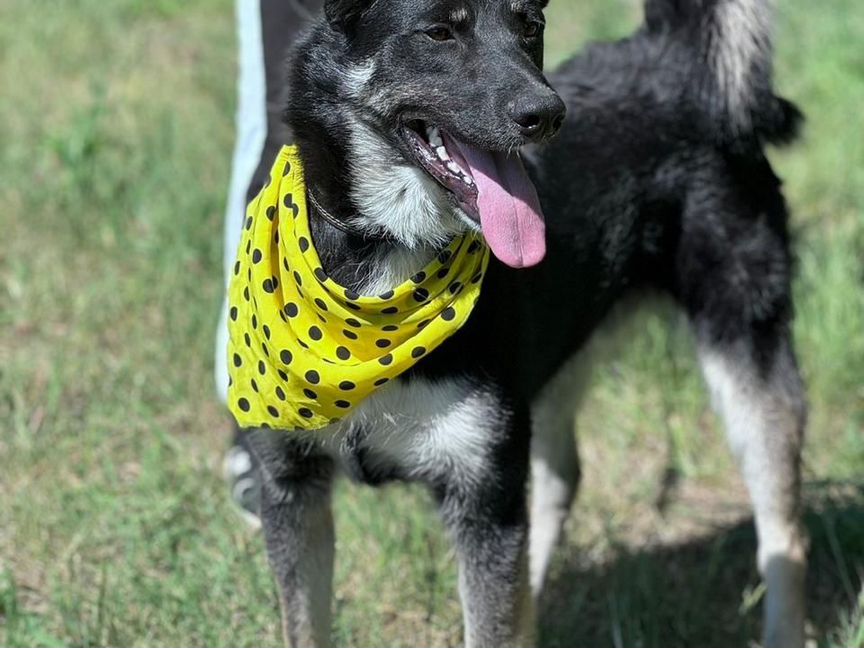 Пес Гектор из приюта