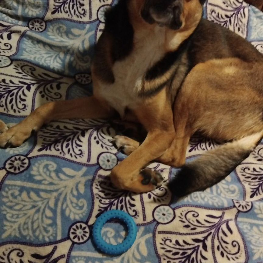 Отдам в добрые руки