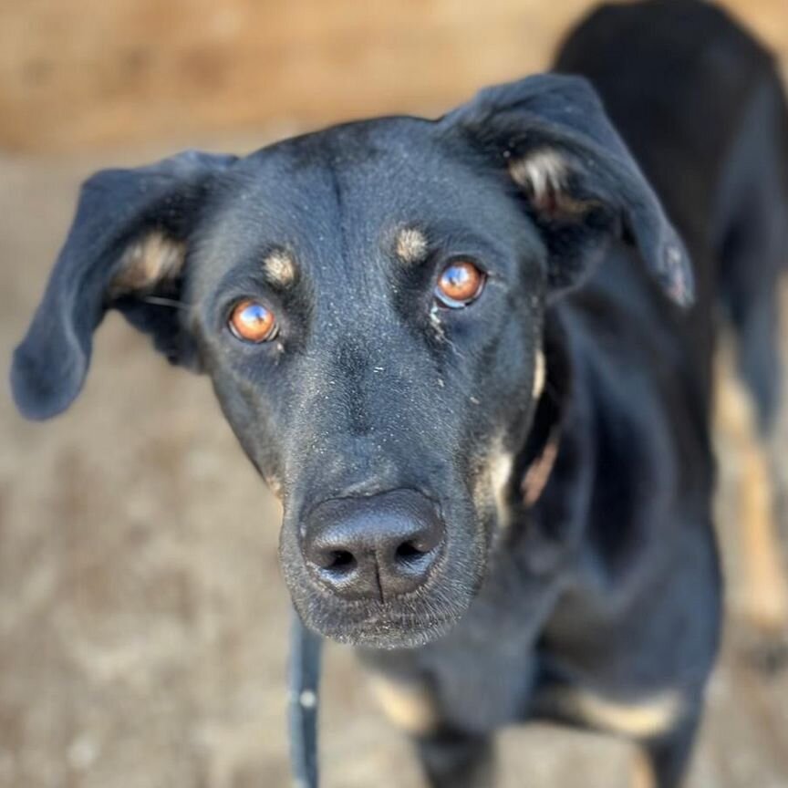 Нотка-молоденькая, статная ищем дом и семью