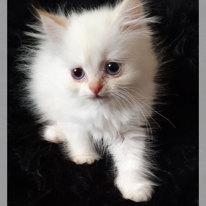 Шотландский котёнок