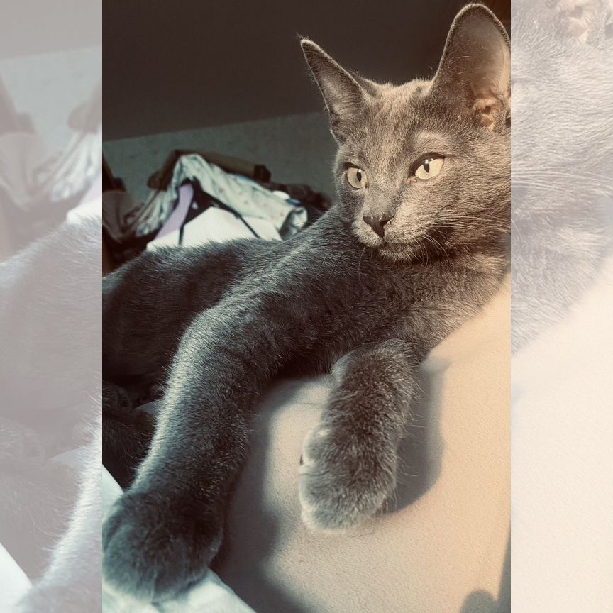 Котёнок в добрые руки