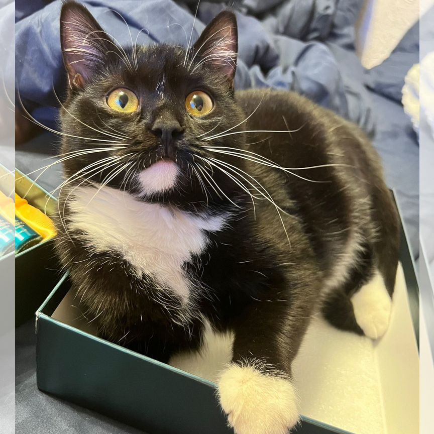 Взрослый кот в добрые руки