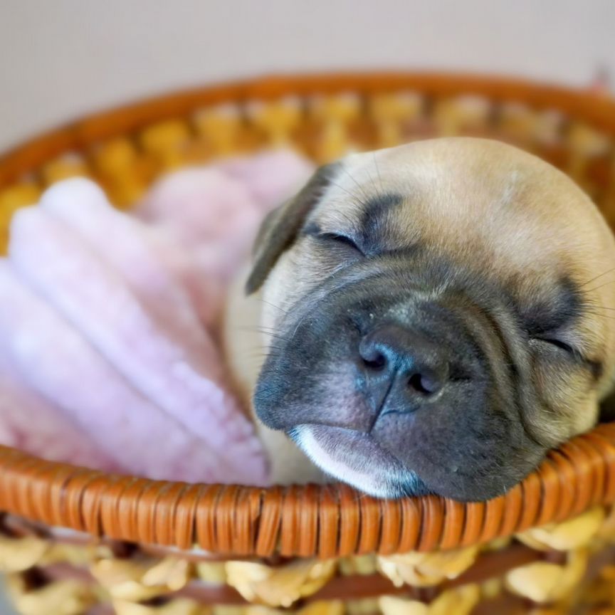 Малыши ам.будли