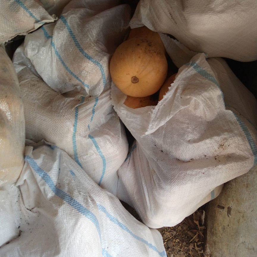 Тыква на корм