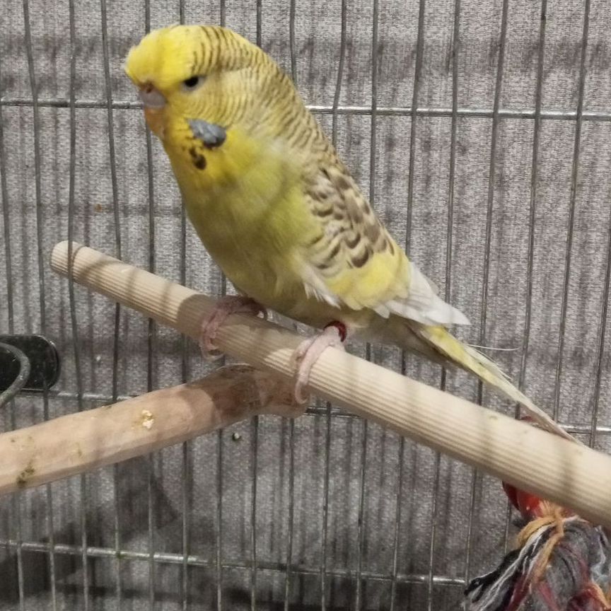 Попугаи ввп чехи