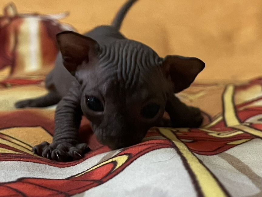 Канадский сфинкс черный мальчик
