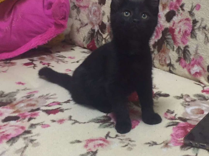 Котенок в добрые ручки