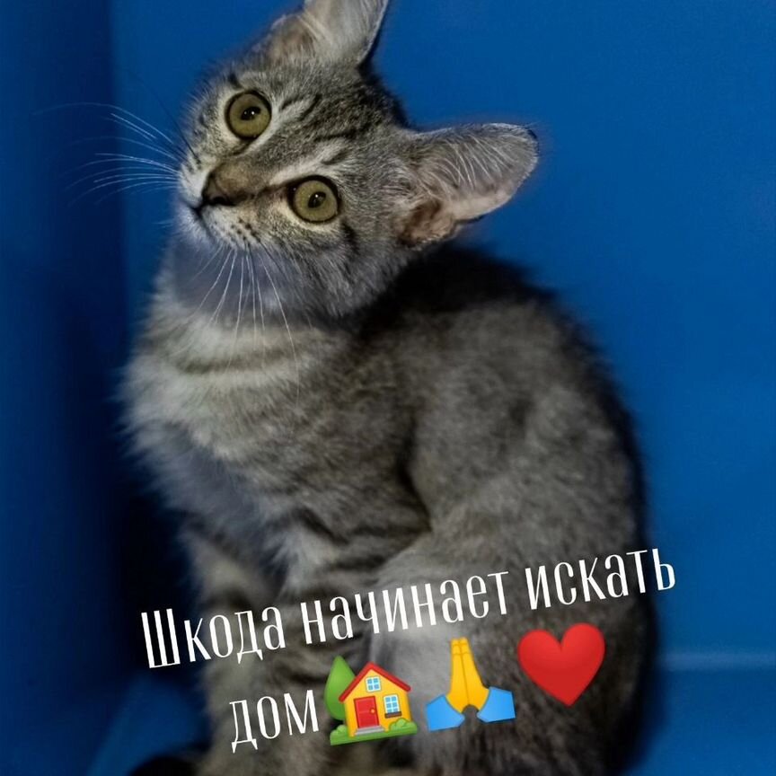 Кошечка Шкода