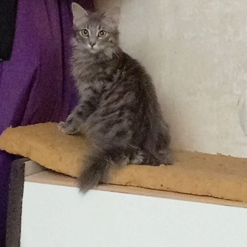 Отдам в добрые руки котёнка