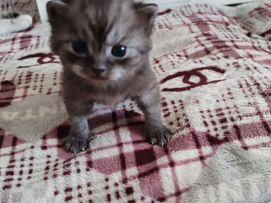 Шотландские котята