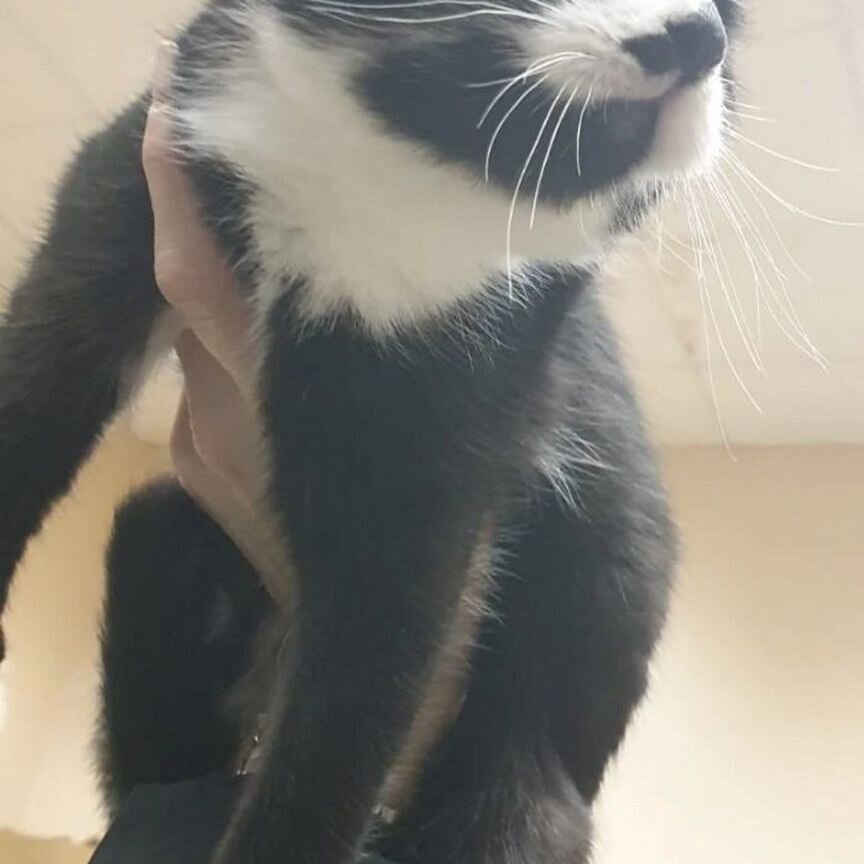 Котята в клетке хотят домой