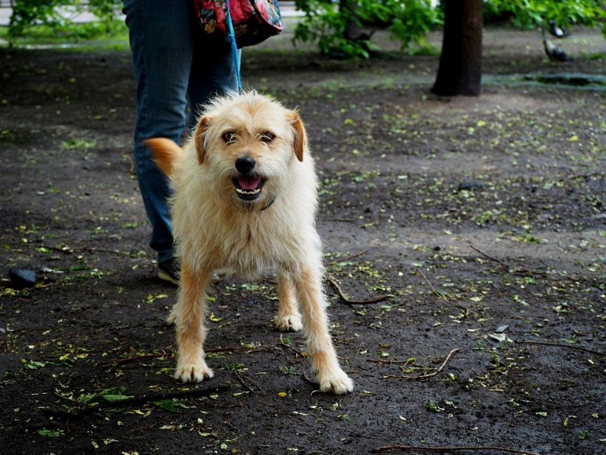 Собака идеальная во всем