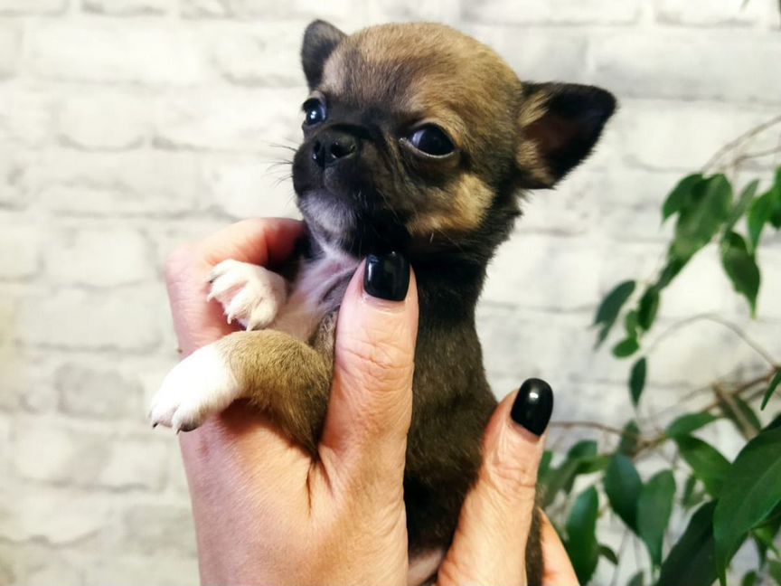 Чишки-мальчики чистокровные