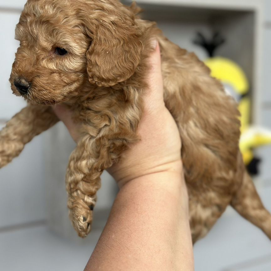 Той-пудель ред браун девочка куколка