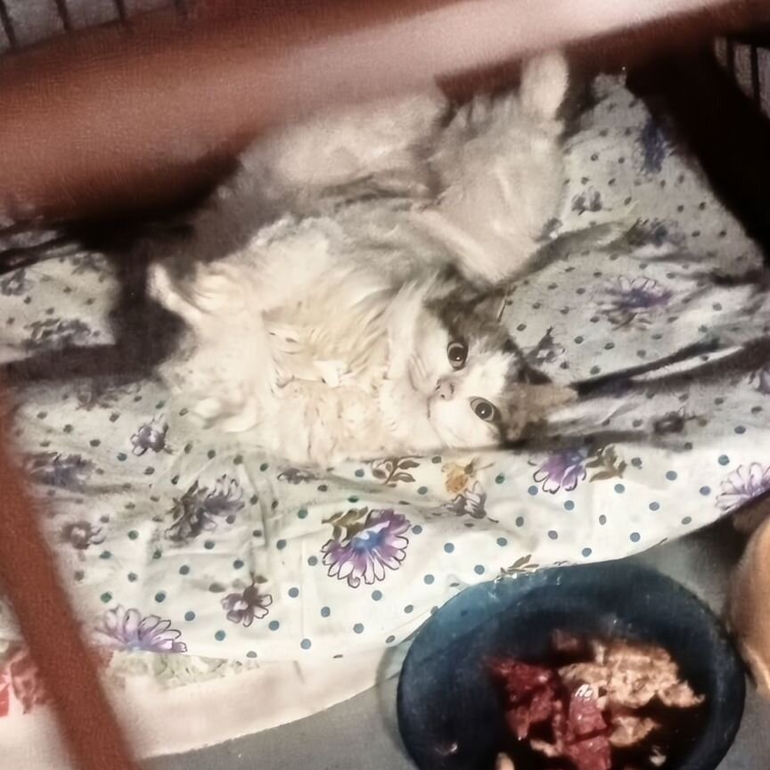 Взрослая, Девочка кошка в добрые руки