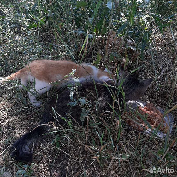 Котята в беде