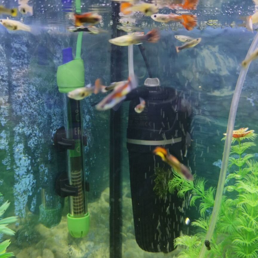 Улитки аквариумные теодоксус