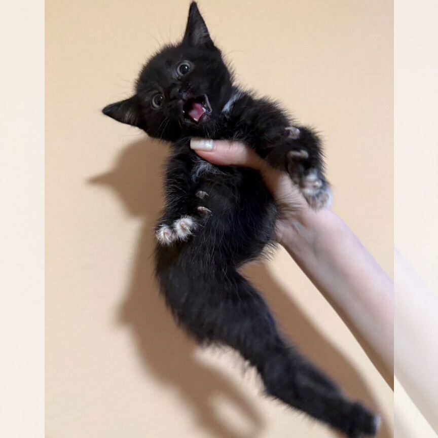 Котёнок в добрые руки