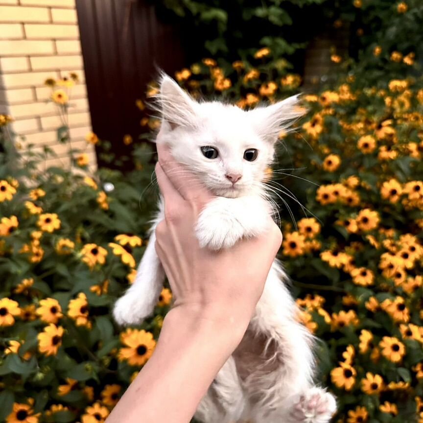 Белый котенок девочка