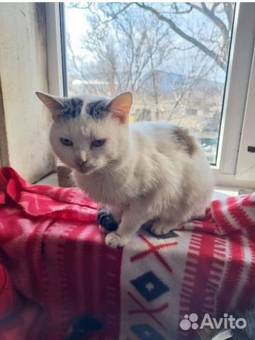 Котик Зайка ищет дом, в добрые руки