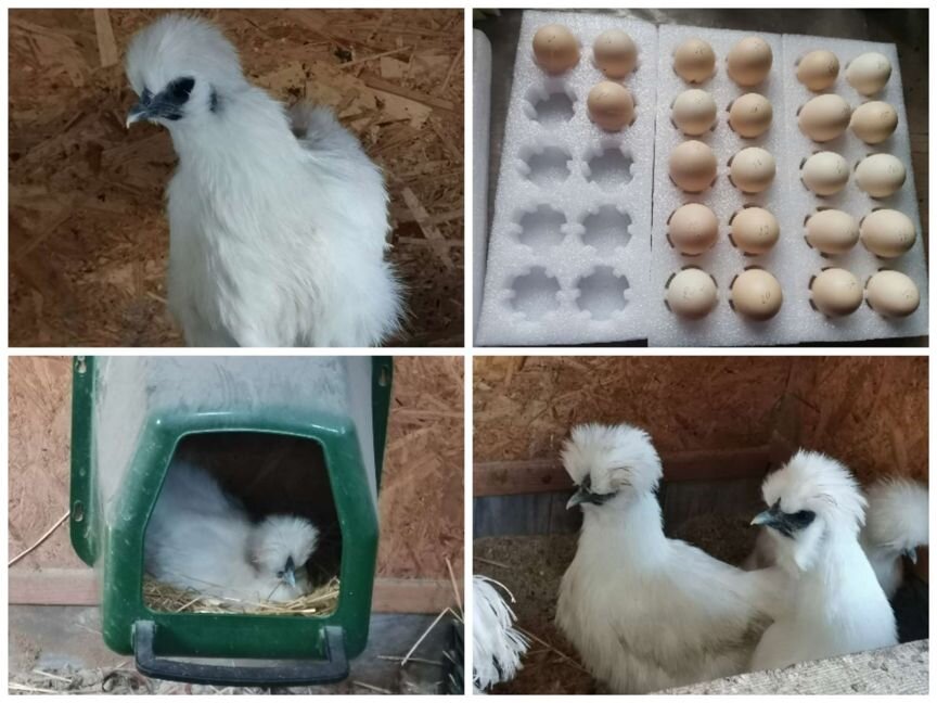 Инкубационное яйцо