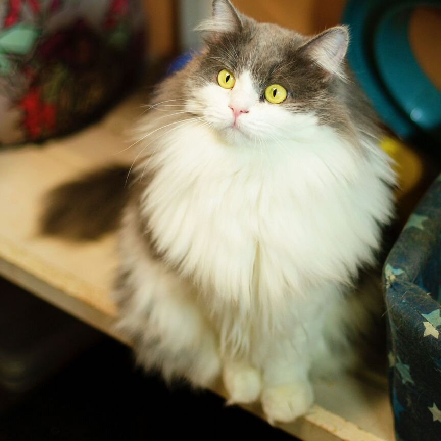 Кошка в дар, кошка бесплатно, кошка в добрые руки