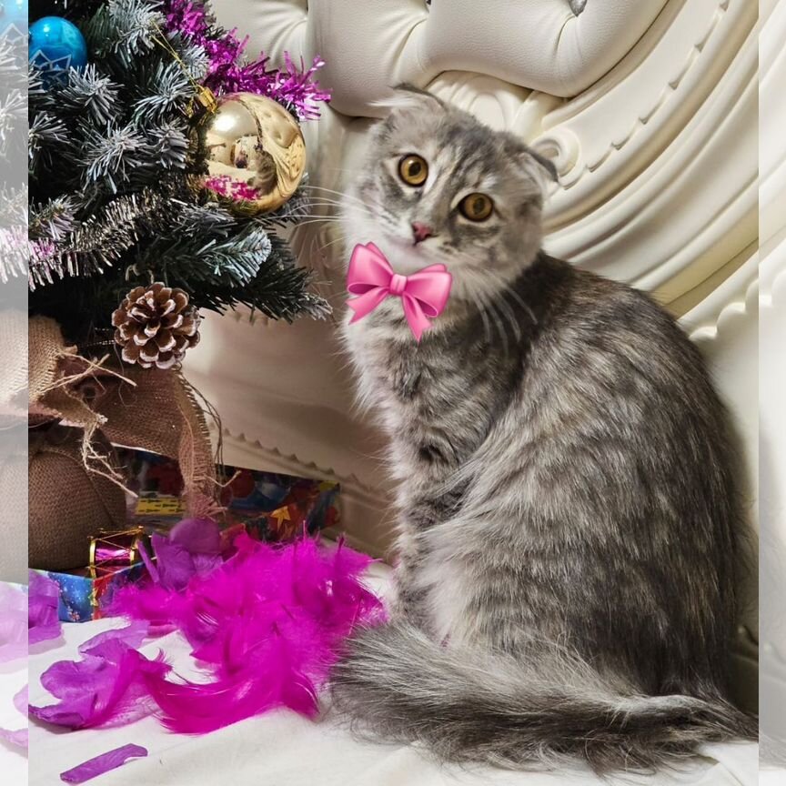 Шотландская вислоухая кошечка