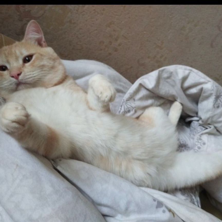 Бобтейл ждёт девочку