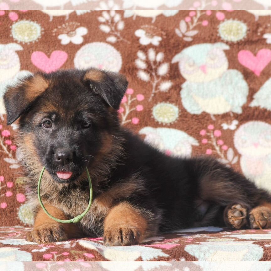 Немецкая овчарка, щенок