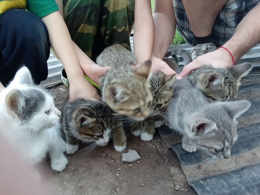 Отдам котят в добрые руки (всего 6)