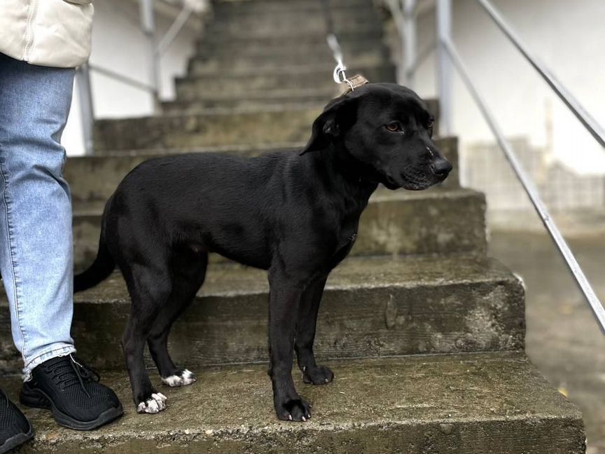 Маленькая собака в добрые руки бесплатно