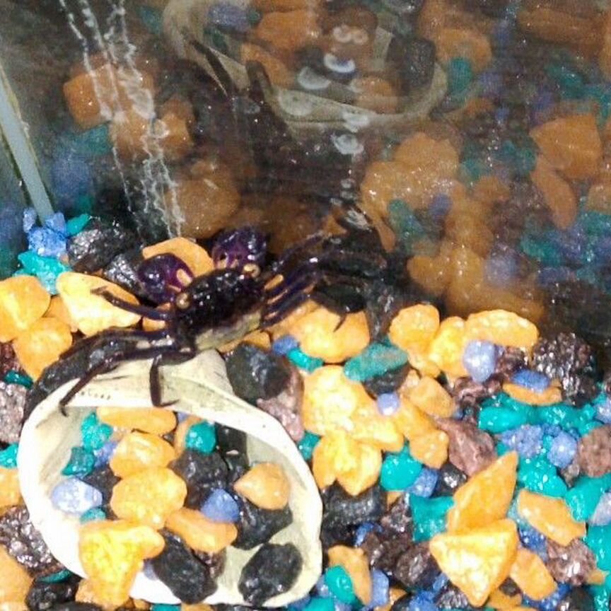 Краб вампир