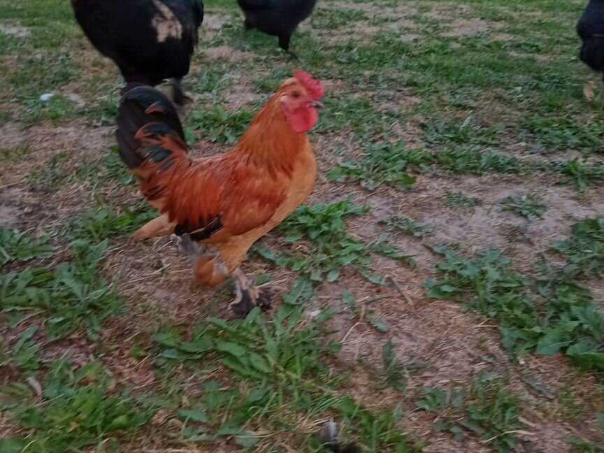 Петушок бентамки