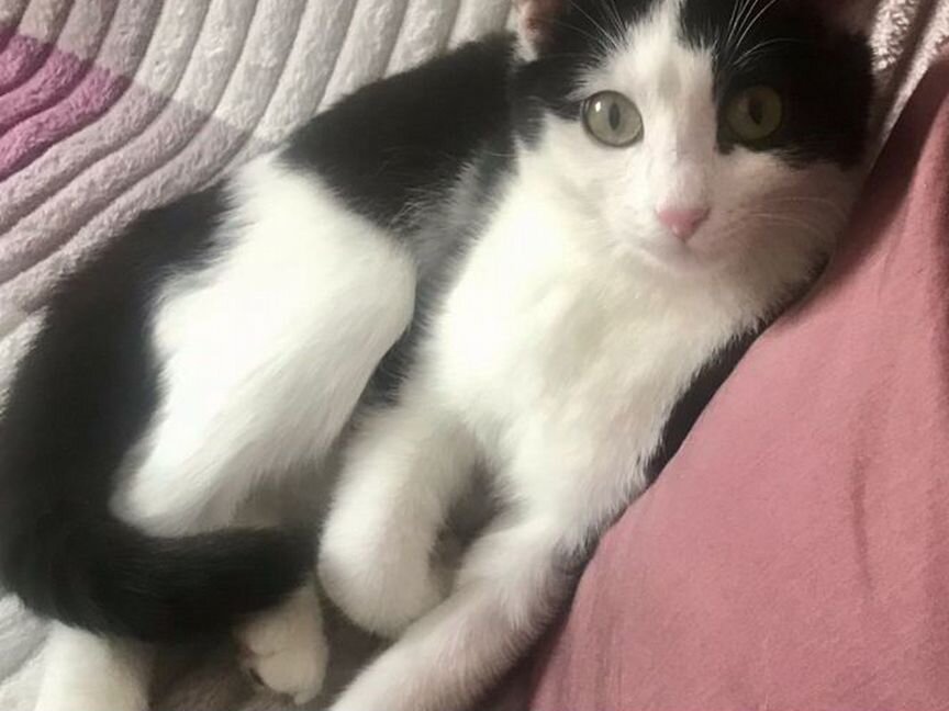 Кошки в добрые руки бесплатно