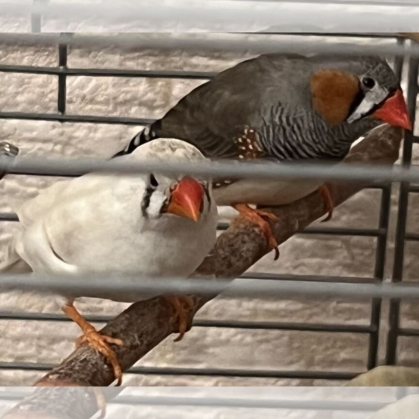 Зебровые амадины