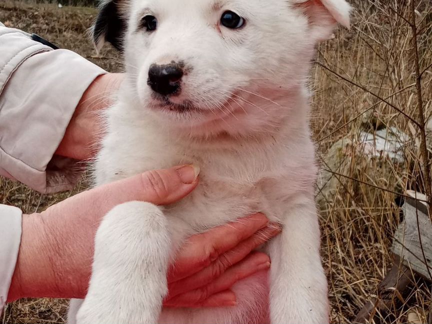 Щенки в добрые руки