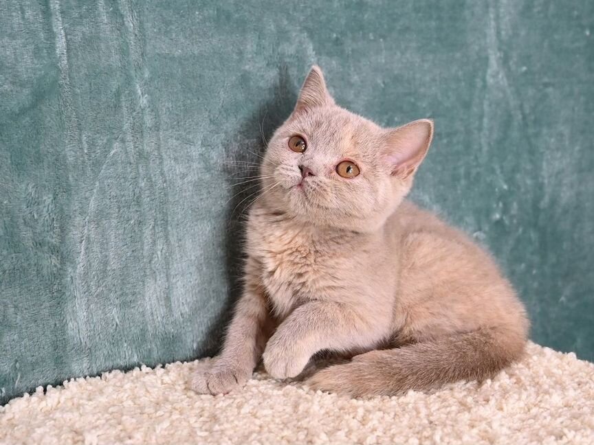 Лиловый кремовый британский котенок девочка