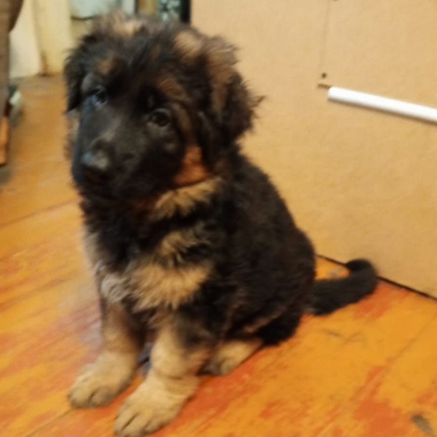 Немецкая овчарка, щенок