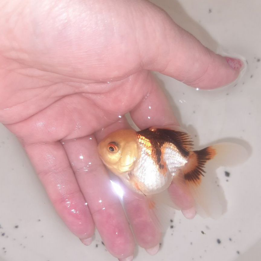 Золотая рыбка оранда