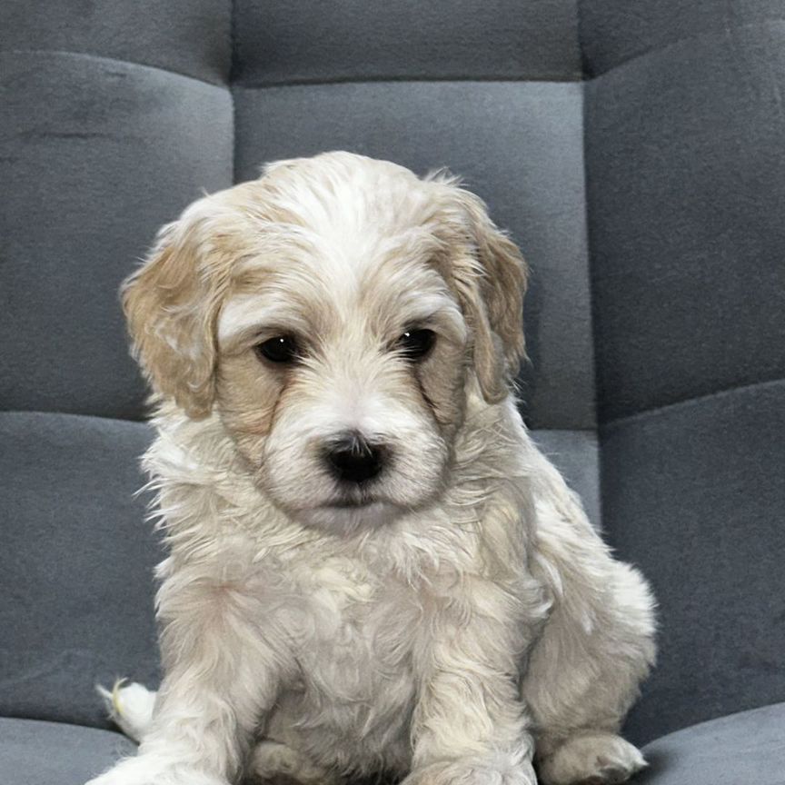 Собаки щенки мальтипу