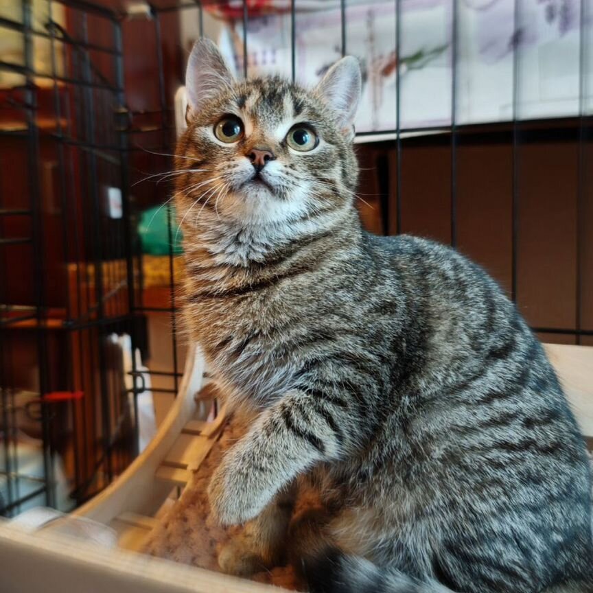 Котенок Кристи