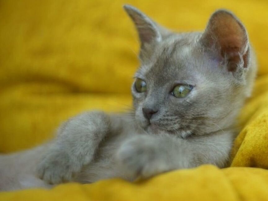 Бурма малышка