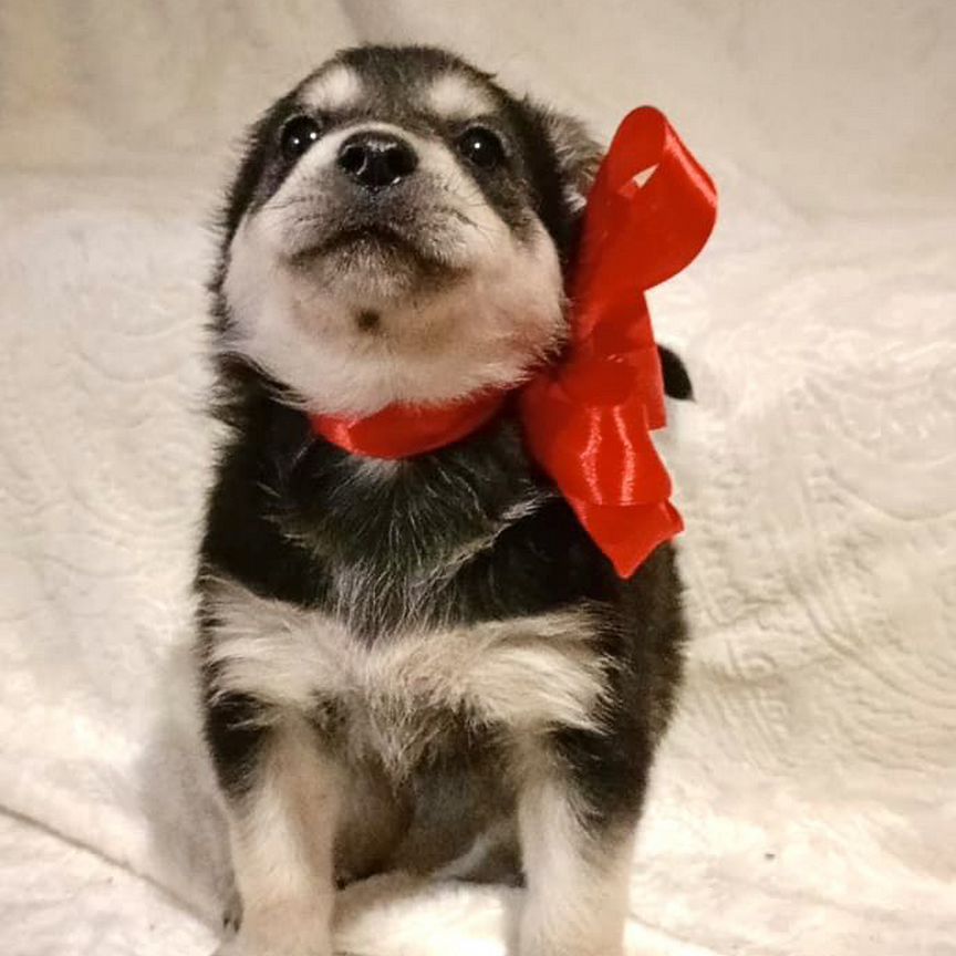 Щенки девочки в добрые руки