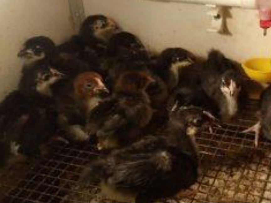 Цыплята синь-синь-дянь