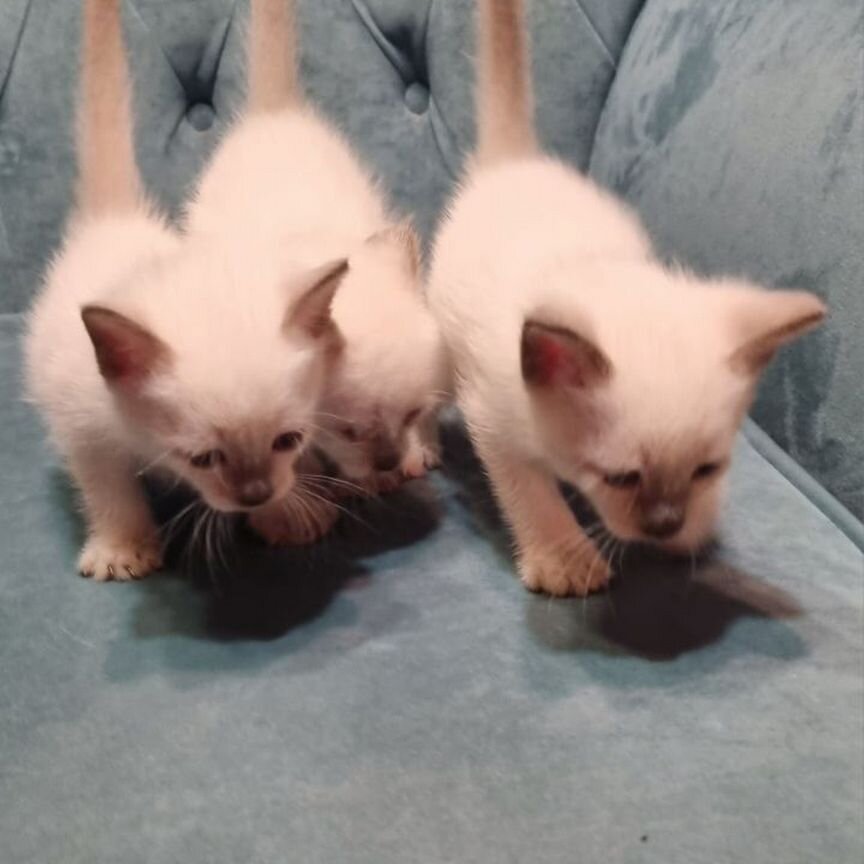 Котята сиамские