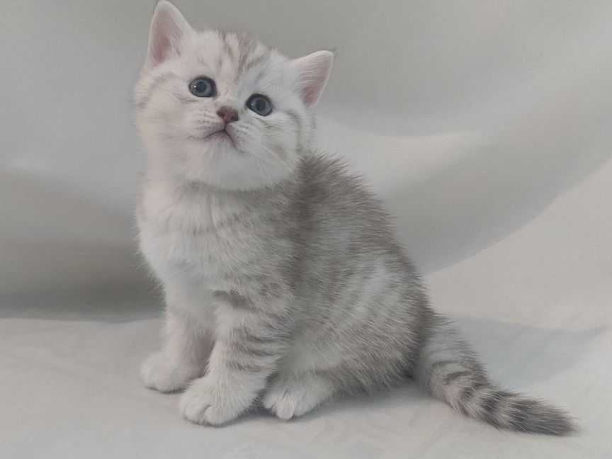 Британский котенок