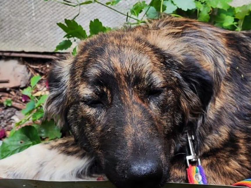 Щенки. Георгиевск. Кмв. Ищем дом детям