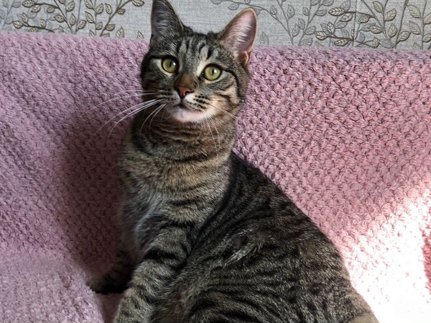 Ласковый и забавный подросток ищет добрую семью