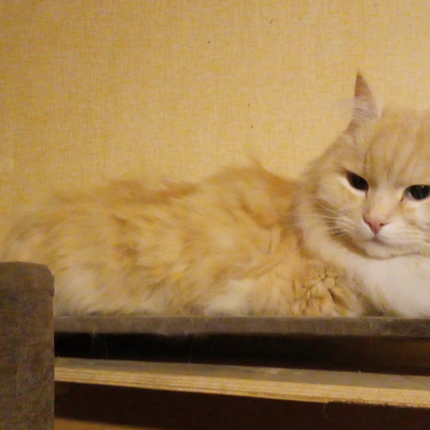 Котята в добрые руки бесплатно