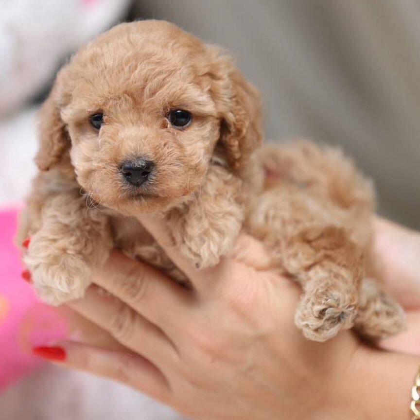 Той-пудель, щенок